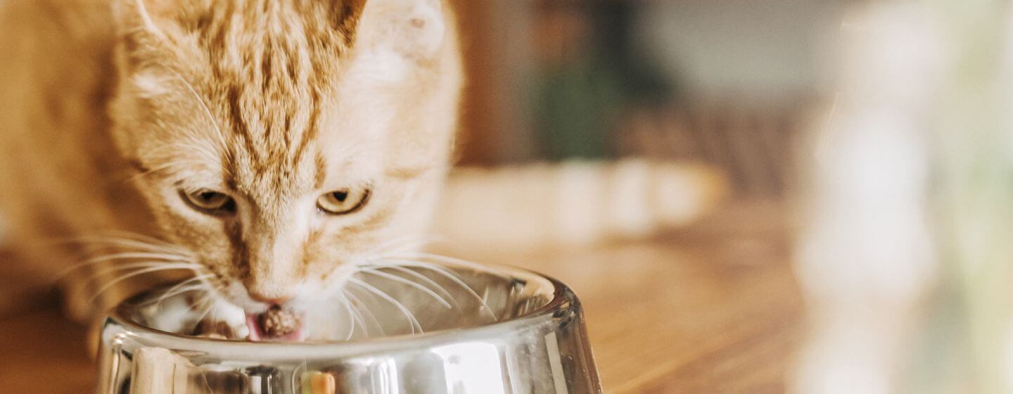 Diabetic Cat Food Uk Julieta Cochrane