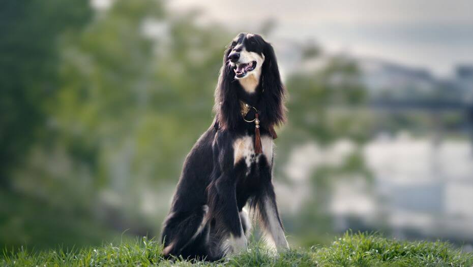 Saluki Dog Breed Information | Purina