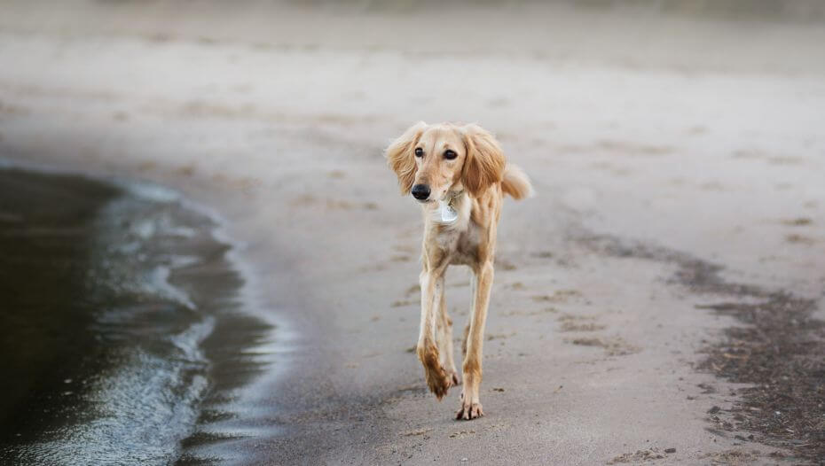 Saluki Dog Breed Information | Purina