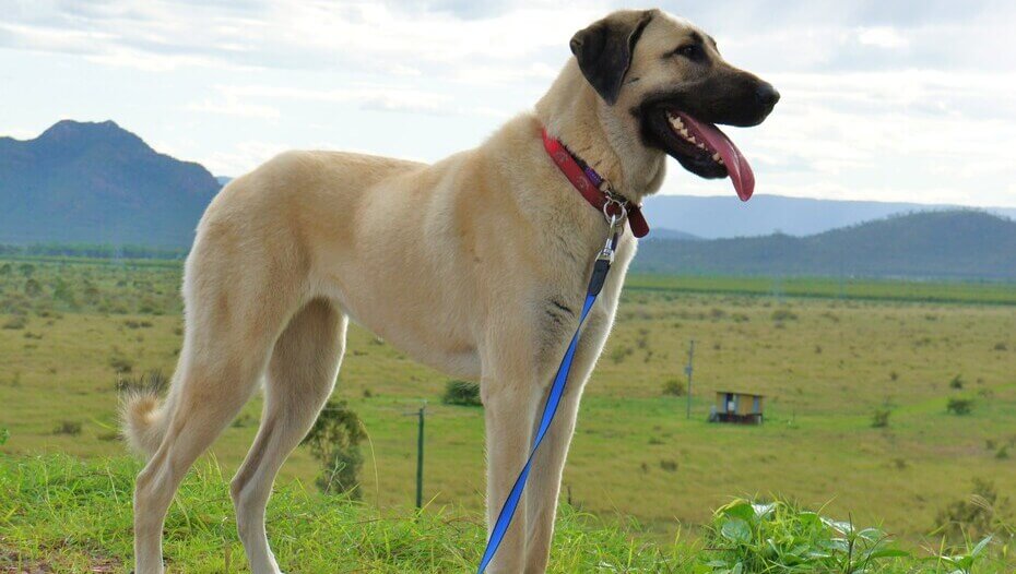 Anatolian Shepherd Dog Breed Information | Purina