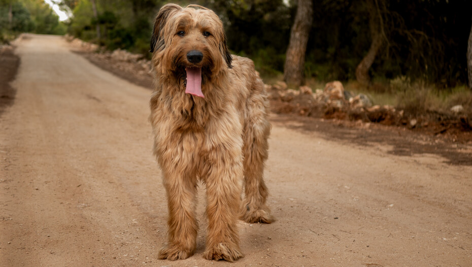 Briard Dog Breed Information | Purina