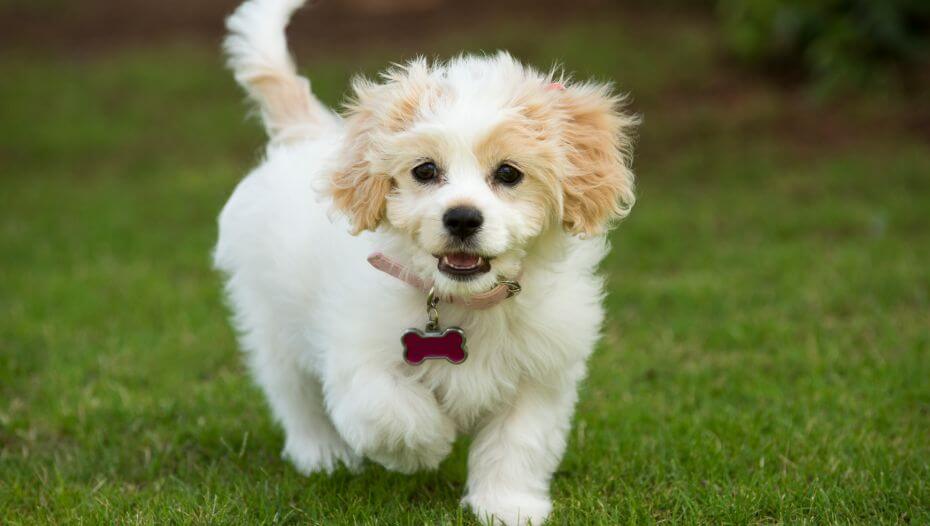 Cavachon Dog Breed Information | Purina