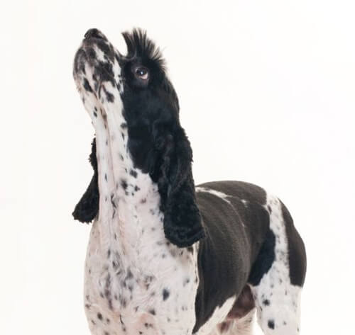 Cockalier Dog Breed Information | Purina