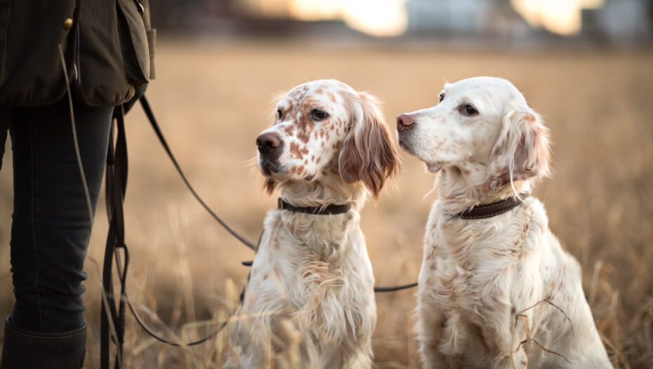 English Setter Dog Breed Information | Purina