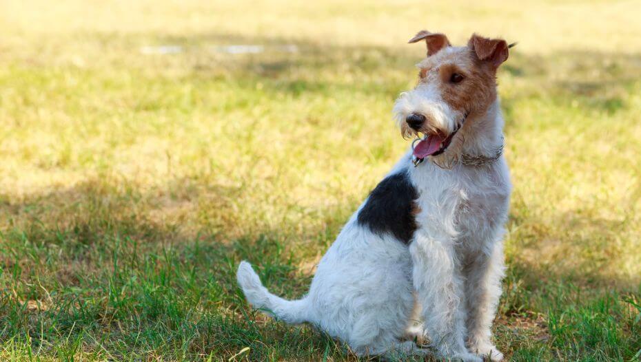 Fox Terrier Wire Coat Dog Breed Information | Purina