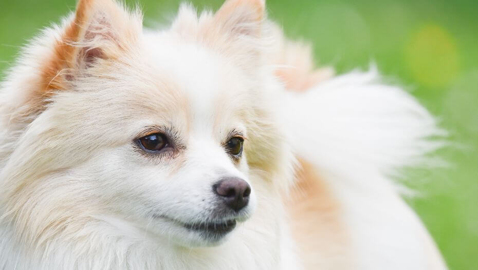 German Spitz Klein Dog Breed Information | Purina