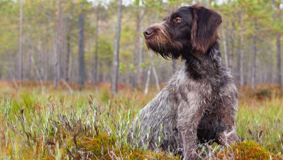 German Wire-Haired Pointer Dog Breed Information | Purina