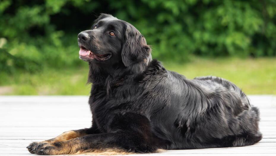 Hovawart Dog Breed Information | Purina
