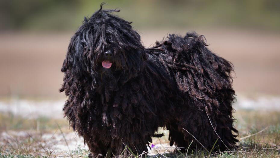 Hungarian Puli Dog Breed Information | Purina