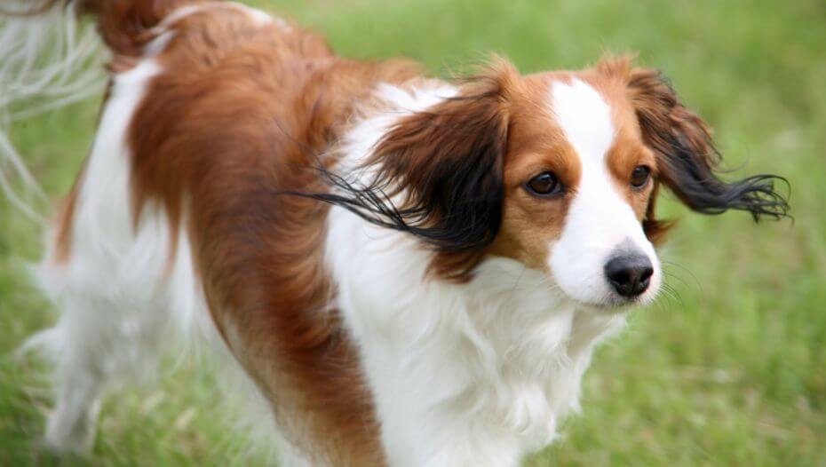 Kooikerhoundje Dog Breed Information | Purina