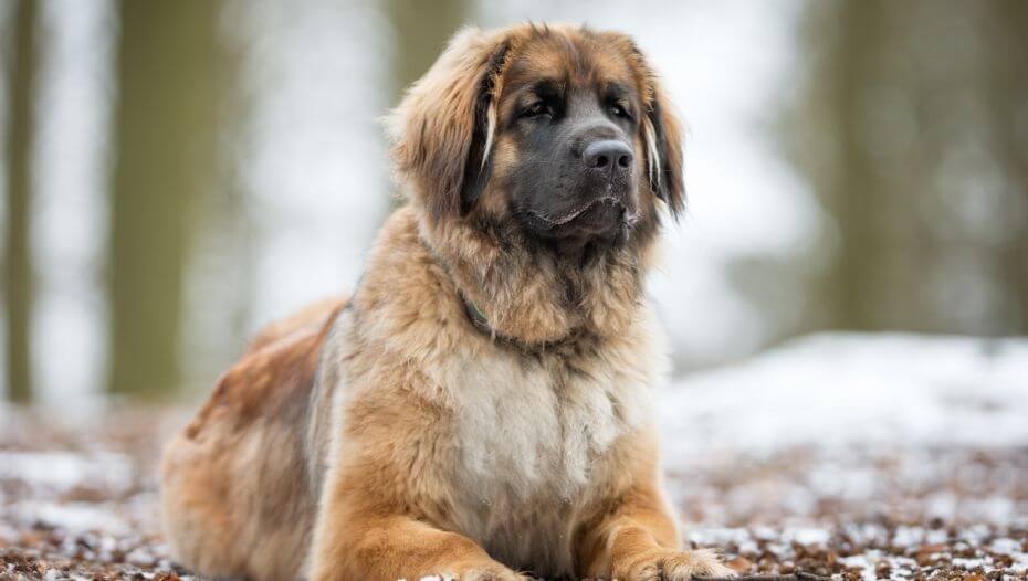 Leonberger Dog Breed Information | Purina