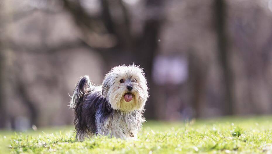 Morkie Dog Breed Information | Purina