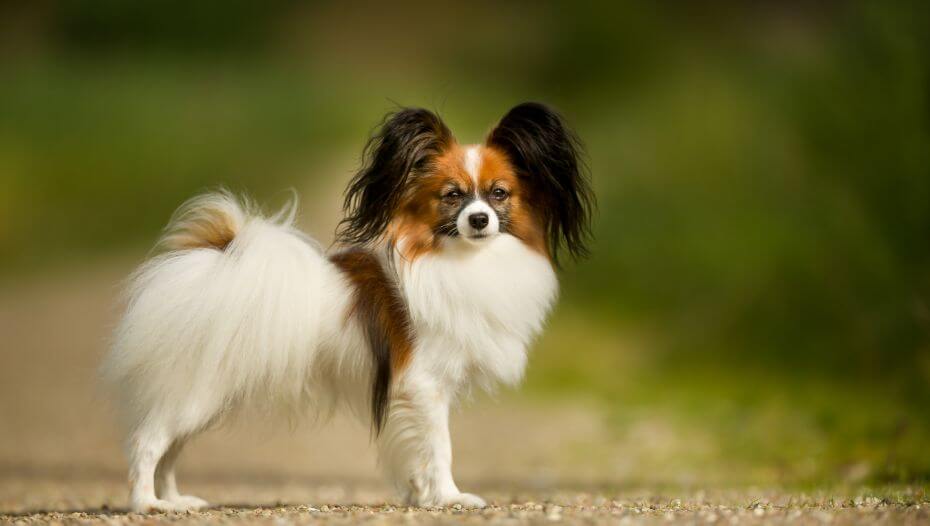 Papillon Dog Breed Information | Purina