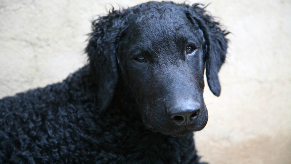 Curly-Coated Retriever Dog Breed Information | Purina