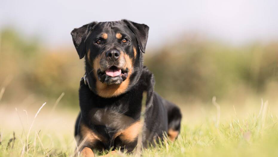 Rottweiler Dog Breed Information | Purina