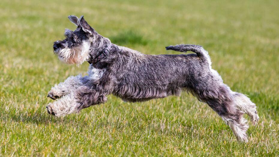Standard Schnauzer Dog Breed Information | Purina