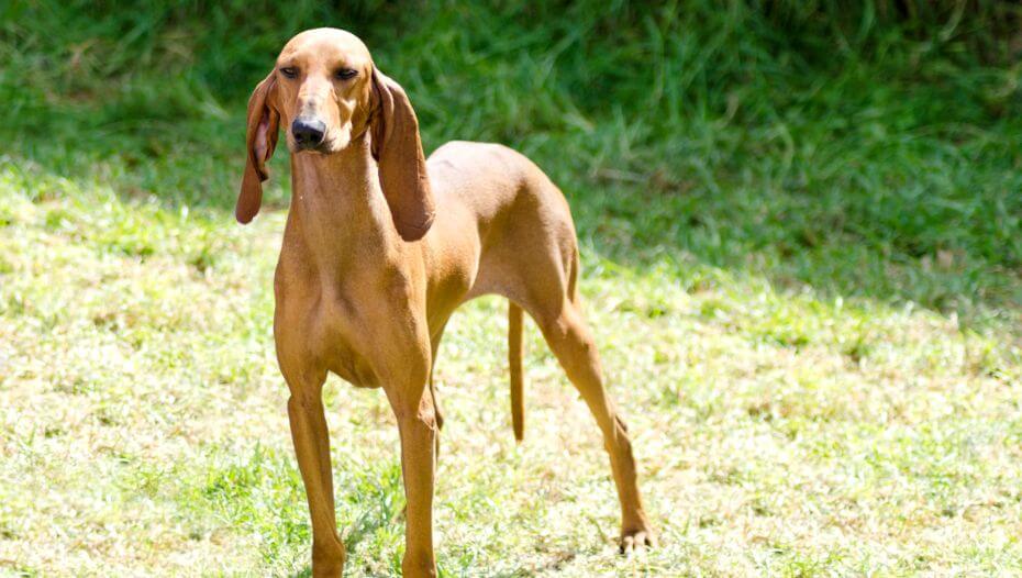 Segugio Italiano (Short/smooth coat) Dog Breed Information | Purina