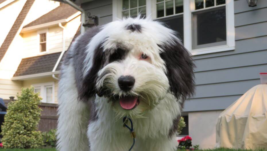 Sheepadoodle Dog Breed Information | Purina