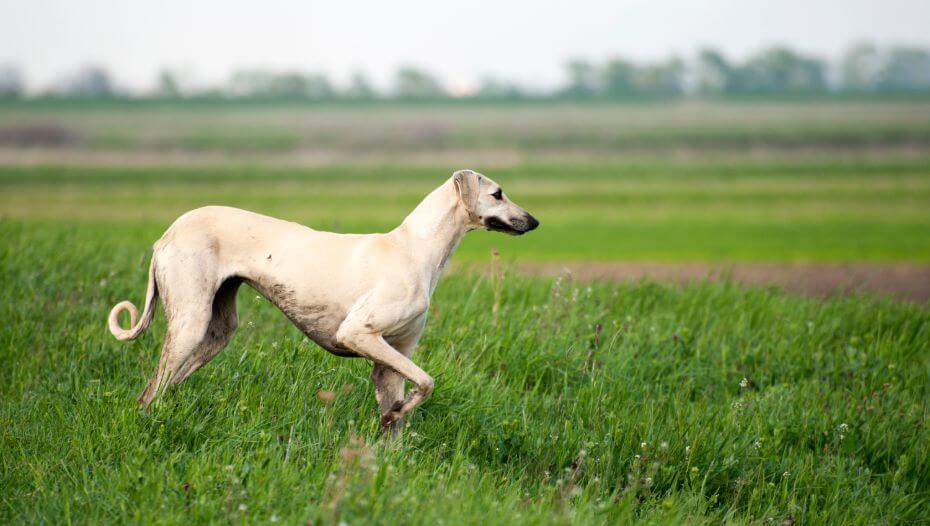Sloughi Dog Breed Information | Purina
