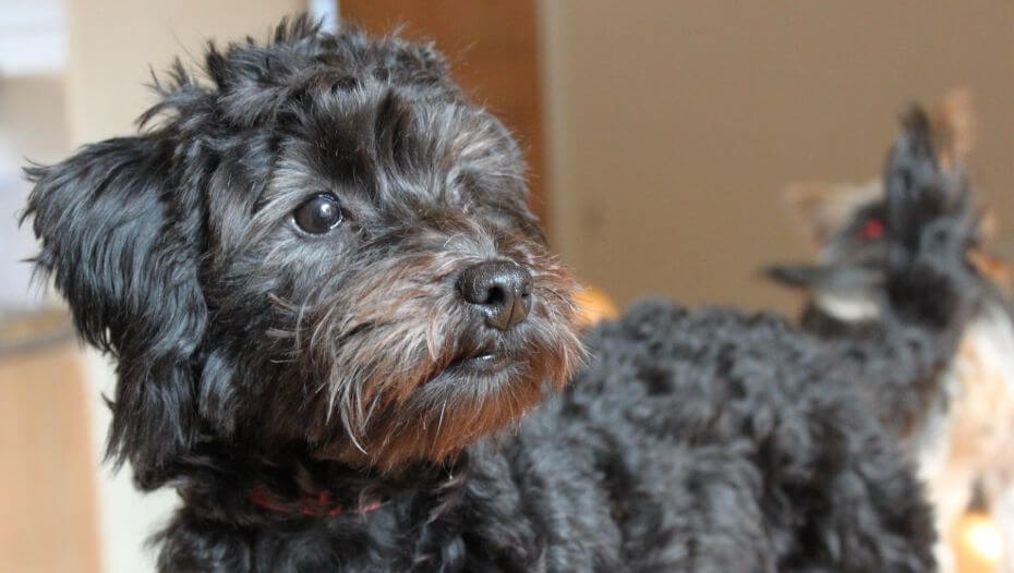 Yorkipoo Dog Breed Information | Purina