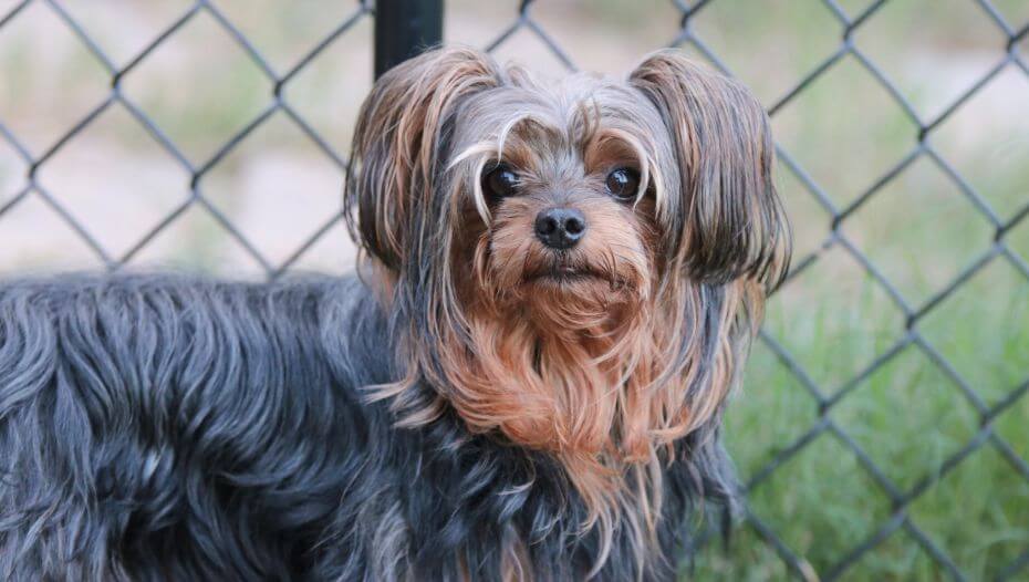 Yorkipoo Dog Breed Information | Purina