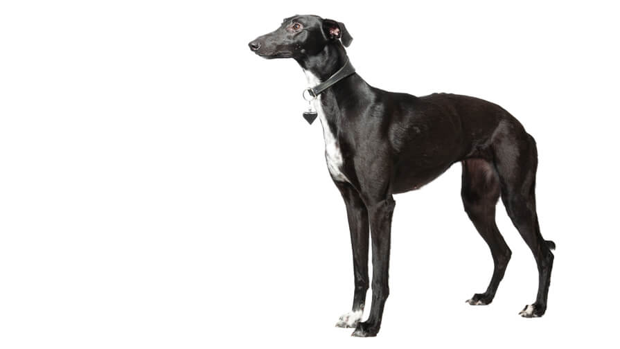 Whippet Dog Breed Information | Purina