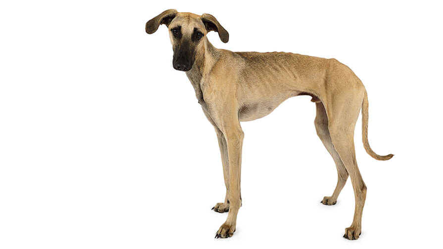 Sloughi Dog Breed Information | Purina
