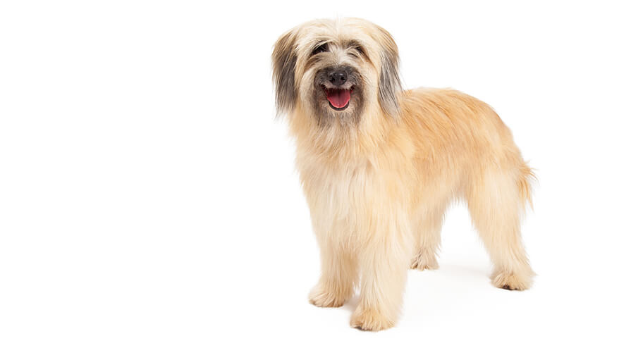 Pyrenean Sheepdog Dog Breed Information | Purina