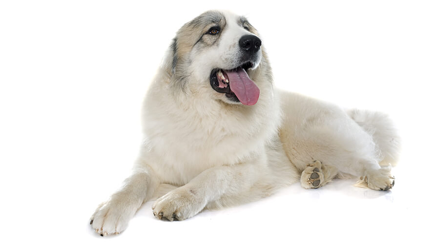 Pyrenean Mountain Dog Breed Information | Purina