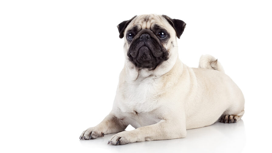 Pug Dog Breed Information | Purina