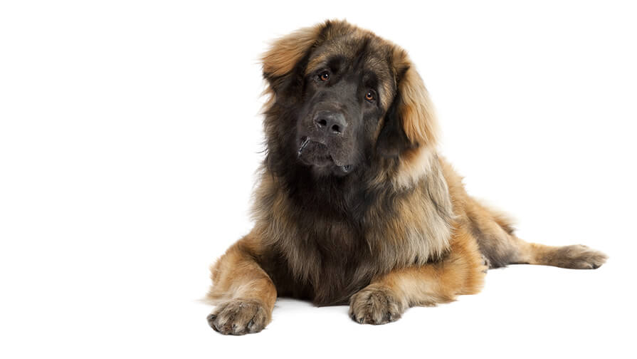 Leonberger Dog Breed Information | Purina