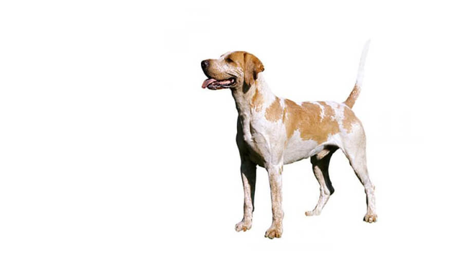 Foxhound Dog Breed Information | Purina