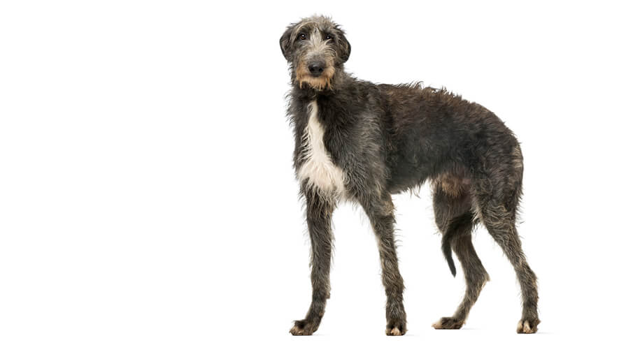 Deerhound Dog Breed Information | Purina