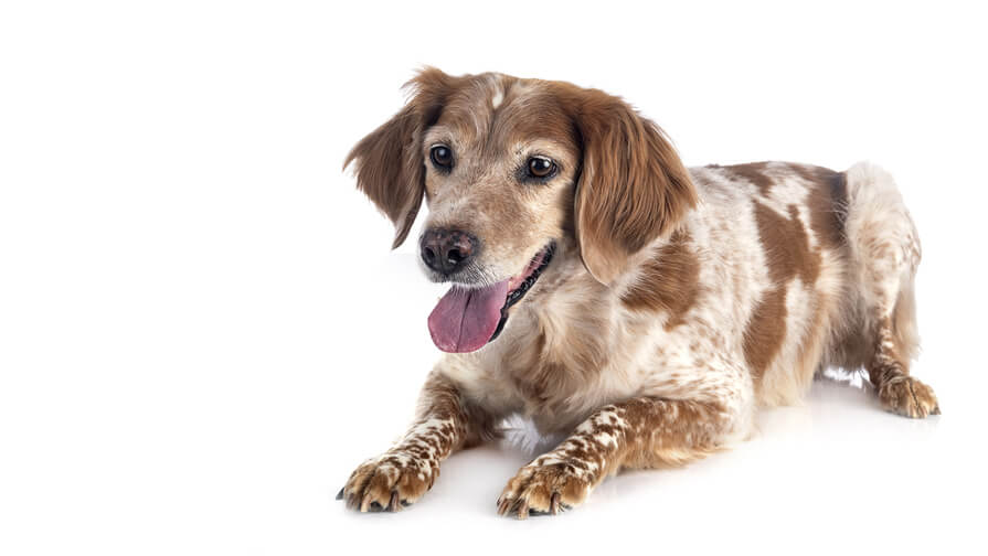 Brittany Dog Breed Information | Purina