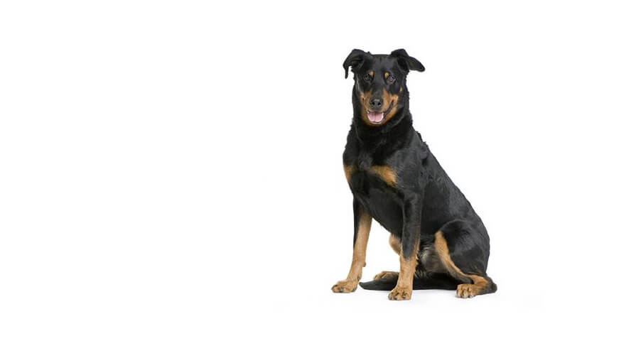 Beauceron Dog Breed Information | Purina