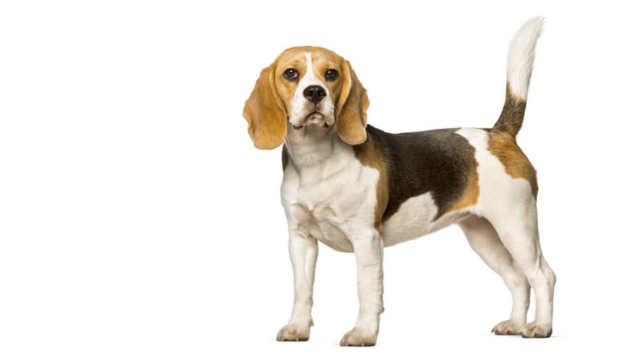 Beagle Dog Breed Information | Purina