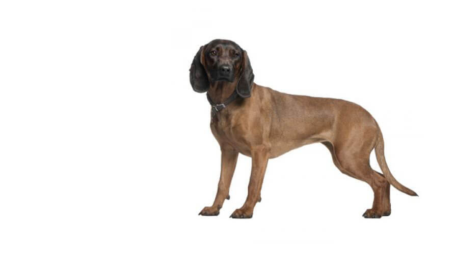 Bavarian Mountain Hound Dog Breed Information | Purina