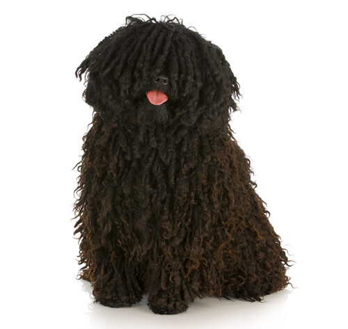 Hungarian Puli Dog Breed Information | Purina UK