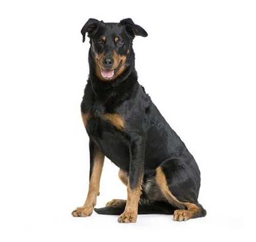 Beauceron Dog Breed Information | Purina UK