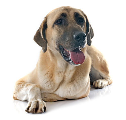 Anatolian Shepherd Dog Breed Information | Purina UK
