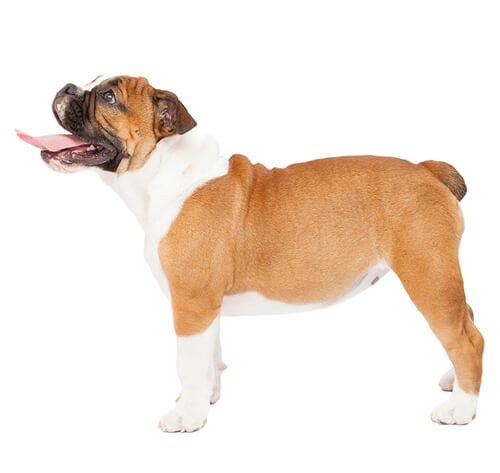 Bulldog Dog Breed Information | Purina UK
