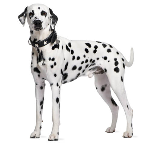 Dalmatian Dog Breed Information | Purina