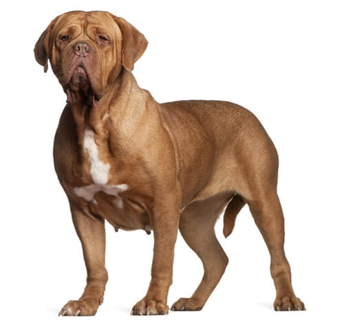 Dogue de Bordeaux Dog Breed Information | Purina