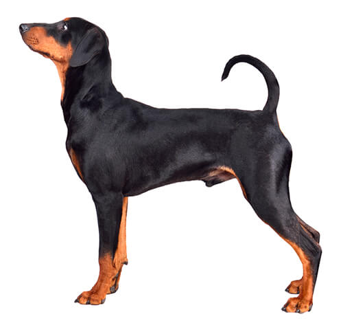 German Pinscher Dog Breed Information | Purina