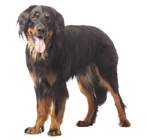 Hovawart Dog Breed Information | Purina UK