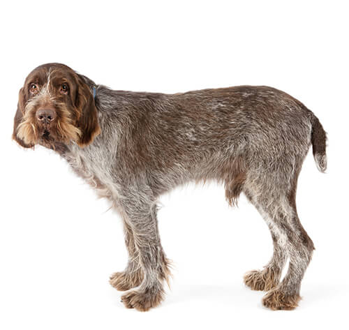 Italian Spinone Dog Breed Information | Purina UK