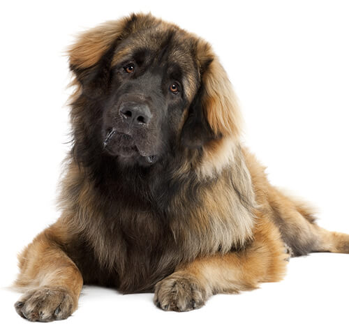 Leonberger Dog Breed Information | Purina