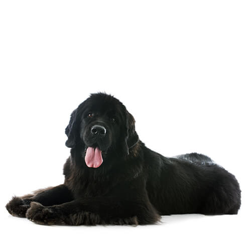 Newfoundland Dog Breed Information | Purina