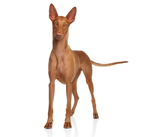 Pharaoh Hound Dog Breed Information | Purina
