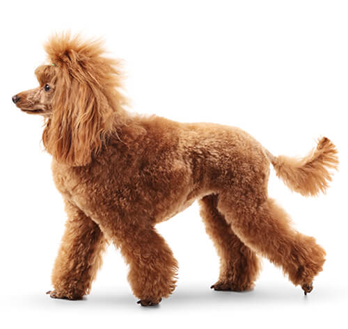 Poodle Standard Dog Breed Information | Purina UK
